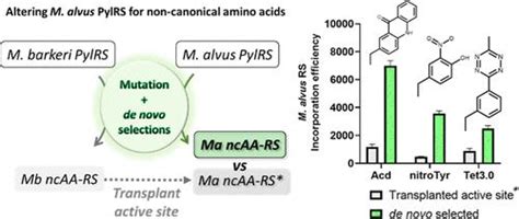 为结构多样的非经典氨基酸生成高效的 Methanomethylophilus alvus pyrrolysyl tRNA 合成酶 ACS