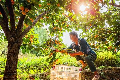 第二届 富平柿饼 甜蜜中国”全国摄影大展入展作品—中国摄影报