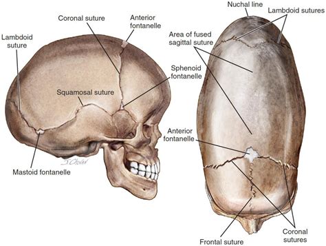 Lambdoidal Suture