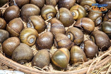 Doanh Thu Hàng Trăm Triệutháng Nhờ Tìm Ra Cách Ru Ngủ” Các Chú ốc Lác Gác Bếp Nổi Tiếng Miền Tây