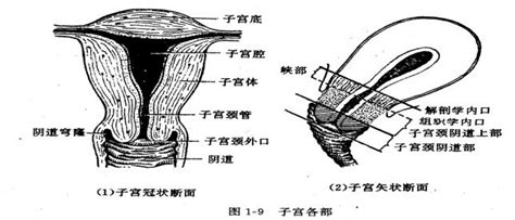 01第二章 女性生殖系统解剖 word文档在线阅读与下载 免费文档