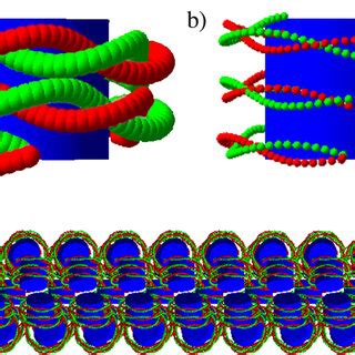Two Organization Levels In The Model Of Dna Geometry For The Geant