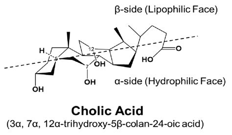 Stereostructure Of Cholic Acid The α Side Forms A Hydrophilic Face