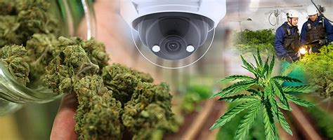Retail Cannabis Security Shepherd Communication Security Albany Ny