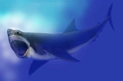 La Verdad Cient Fica De Megalod N The Meg Vista Al Mar