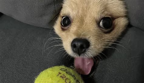 Brasiliense De Anos Vence Concurso De Fotografia De Pets Mais