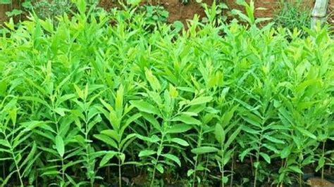 ₹1 लाख लगाकर शुरू करें यह कारोबार ₹60 लाख तक का होगा मुनाफा जानें