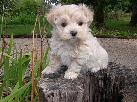 푸들유전자 완전강력 말티푸코카푸골든두들푸숑말티츄몰키 인스티즈instiz 인티포털 카테고리