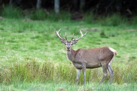 Difference Between Deer And Elk Deer Vs Elk Comparison