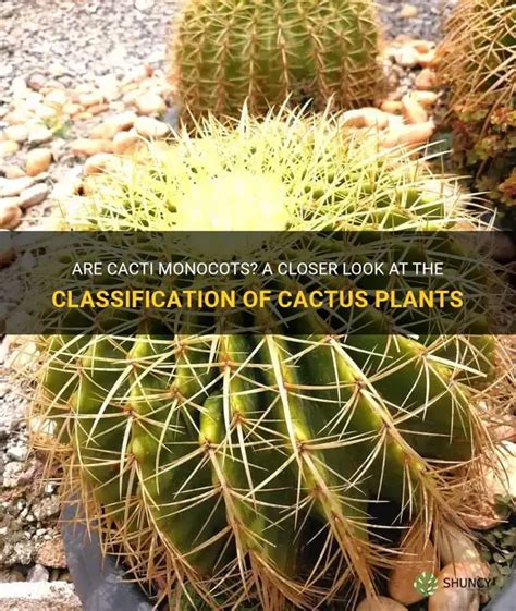 Are Cacti Monocots A Closer Look At The Classification Of Cactus Plants Shuncy