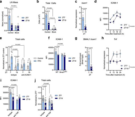 Rhythmic Dc Trafficking Induces Lymph Node Homing A Popliteal Lymph