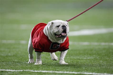 Mascot Brawl Bevo Charges Uga At Sugar Bowl Atlanta Ga Patch