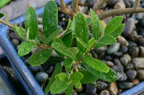 Learning How To Repot A Bonsai Bonsai Alchemist 101