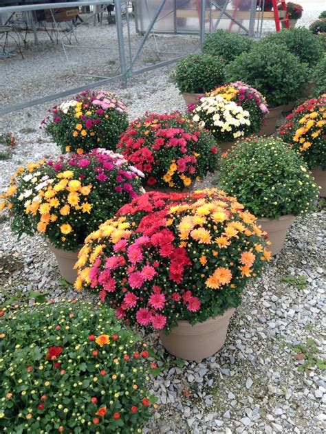 Mumbo Patio Pots Intermixed Mums Of 3 Colors