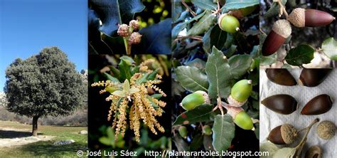 Plantar Árboles Y Arbustos Árboles Autóctonos De España