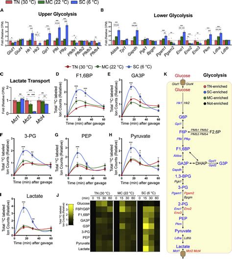 integrative transcriptomics and metabolic tracing analysis reveal
