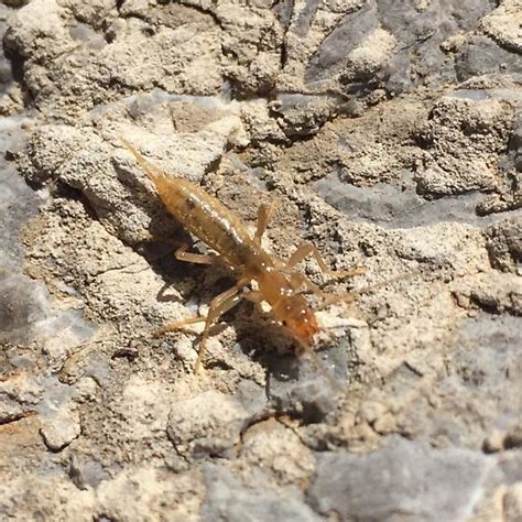 Montana Rock Crawler Grylloblatta Bugguide