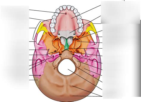Inferior View Of Skull Diagram Quizlet