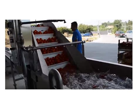 Masina De Spalat Fructe Sau Legume Cu Banda Transportoare Inclusa