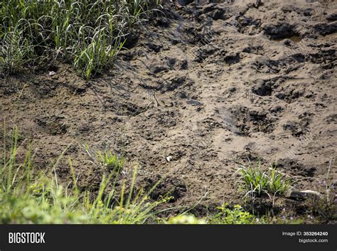 Mud Grass Sunnyday Image And Photo Free Trial Bigstock