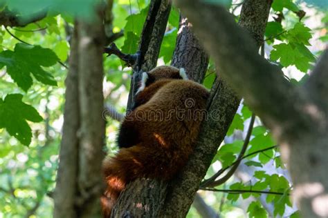 Behinds Eines Roten Pandas Auf Einem Baum Stockbild Bild Von