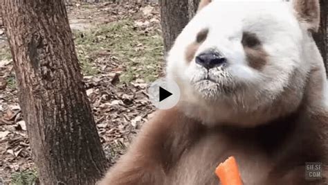 색빠진 판다 유머 움짤 이슈 에펨코리아