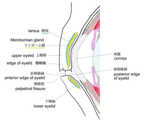 Visual Anatomy 視覚解剖学