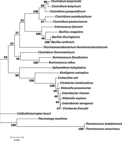 Maximum Parsimony Tree Showing Phylogenetic Relationships Of Different Download Scientific