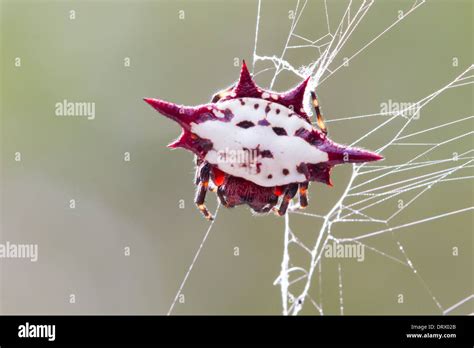 Spiny Backed Orbweaver Gasteracantha Cancriformis On Its Web Stock