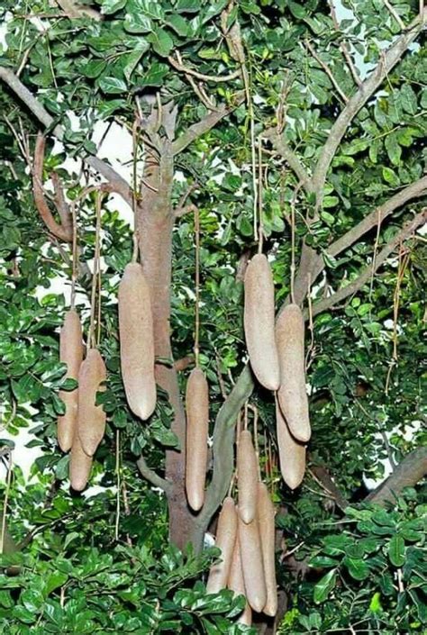 My Herbs My Health Cure For For Sperm Leakage After Sex The Name Of This Leaf Is Ewe Ogbo In