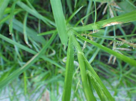 オヒシバメヒシバコメヒシバの違いは似た種類の見分け方を解説 Ecological Notes Web
