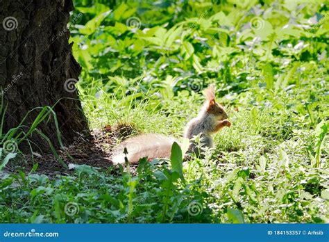 Little Squirrel In The Grass Stock Image Image Of Sits Next 184153357