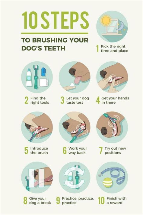 Steps In Brushing Dog Teeth Brushing Dogs Teeth Dog Teeth Dog
