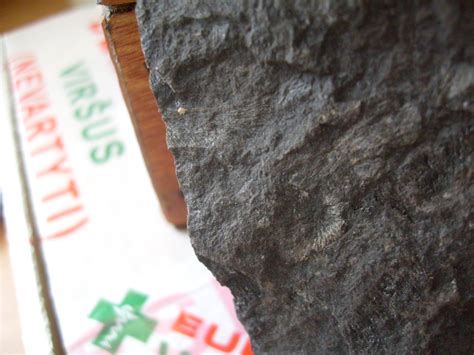 Carboniferous Leaf And Seed Fossils From Donbass Region Fossil Id Carboniferous Leaf And Seed Fossils From Donbass Region Fossil Id