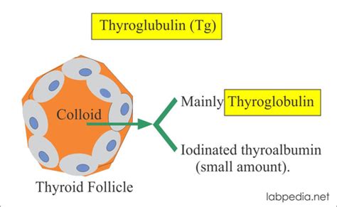Thyroid Disorders Flashcards Quizlet