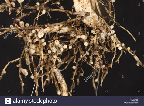 Rhizobium Stock Photos Rhizobium Stock Images Alamy