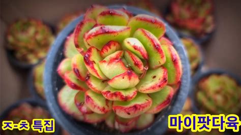 마이팟다육 ㅈ ㅊ 특집입니다💕 음성다육 충북다육 다육농장 Youtube