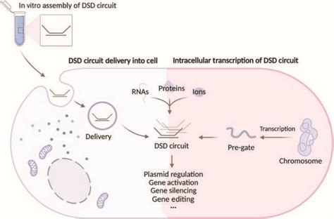 Intracellular Dna Driven Nanomachines That Are Able To Operate In And