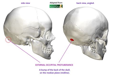External Occipital Protuberance A Site For Attachment Of