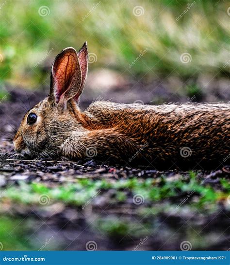 Bunny Rabbit Chilling Out Stock Image Image Of Canada 284909901