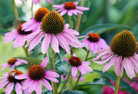 花 开花 松果菊 Pixabay上的免费照片 Pixabay