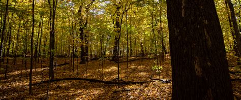 Whats Happening To Our Woodland Understories Three Rivers Park District