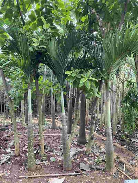 Jual Palem Putri Tinggi 2 Meter Di Seller Home Applypart Cengkareng