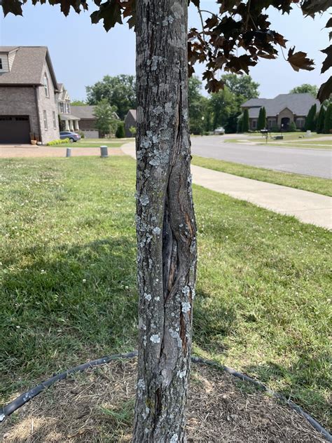 Diseased Maple R Arborists