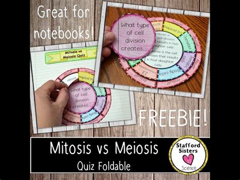 Mitosis Foldable