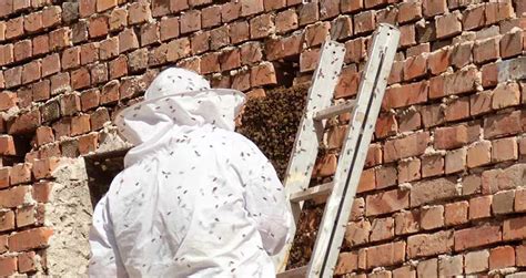 How Long Can Bees Live Trapped In A Wall Proper Solution