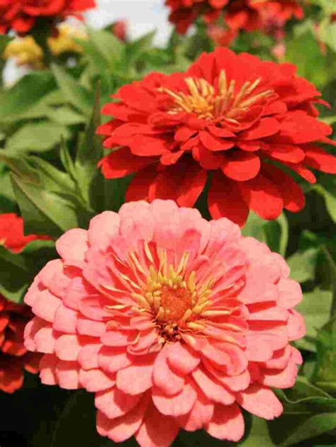 Step By Step Guide To Growing Zinnia Flowers In Pots Organicbazar Blog