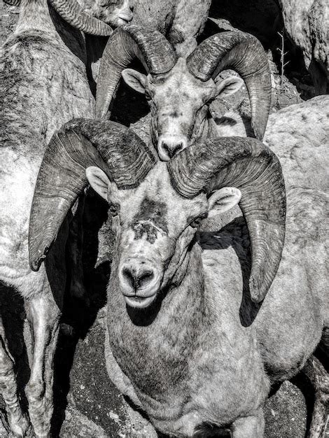 Premium Photo Close Up Of Bighorn Sheep