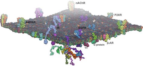 Model Of Ligand Binding Dimerization Dissociation And Oligomerization