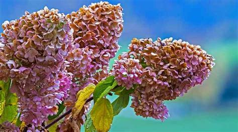 Types Of Hydrangea Shrubs With Pictures Identification Guide